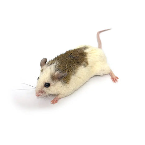 Premium Frozen African Soft Furred Rats for Ball Pythons - PreyDirect