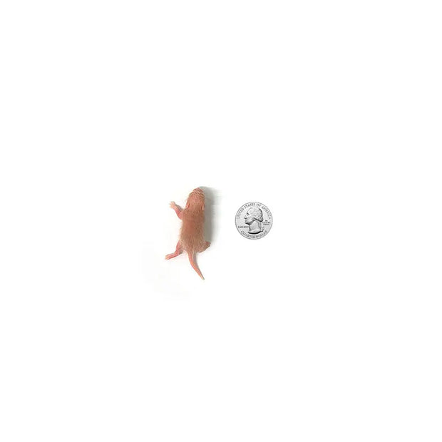 Premium Frozen African Soft Furred Rats for Ball Pythons - PreyDirect