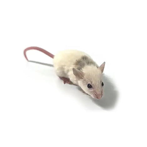 Premium Frozen African Soft Furred Rats for Ball Pythons - PreyDirect